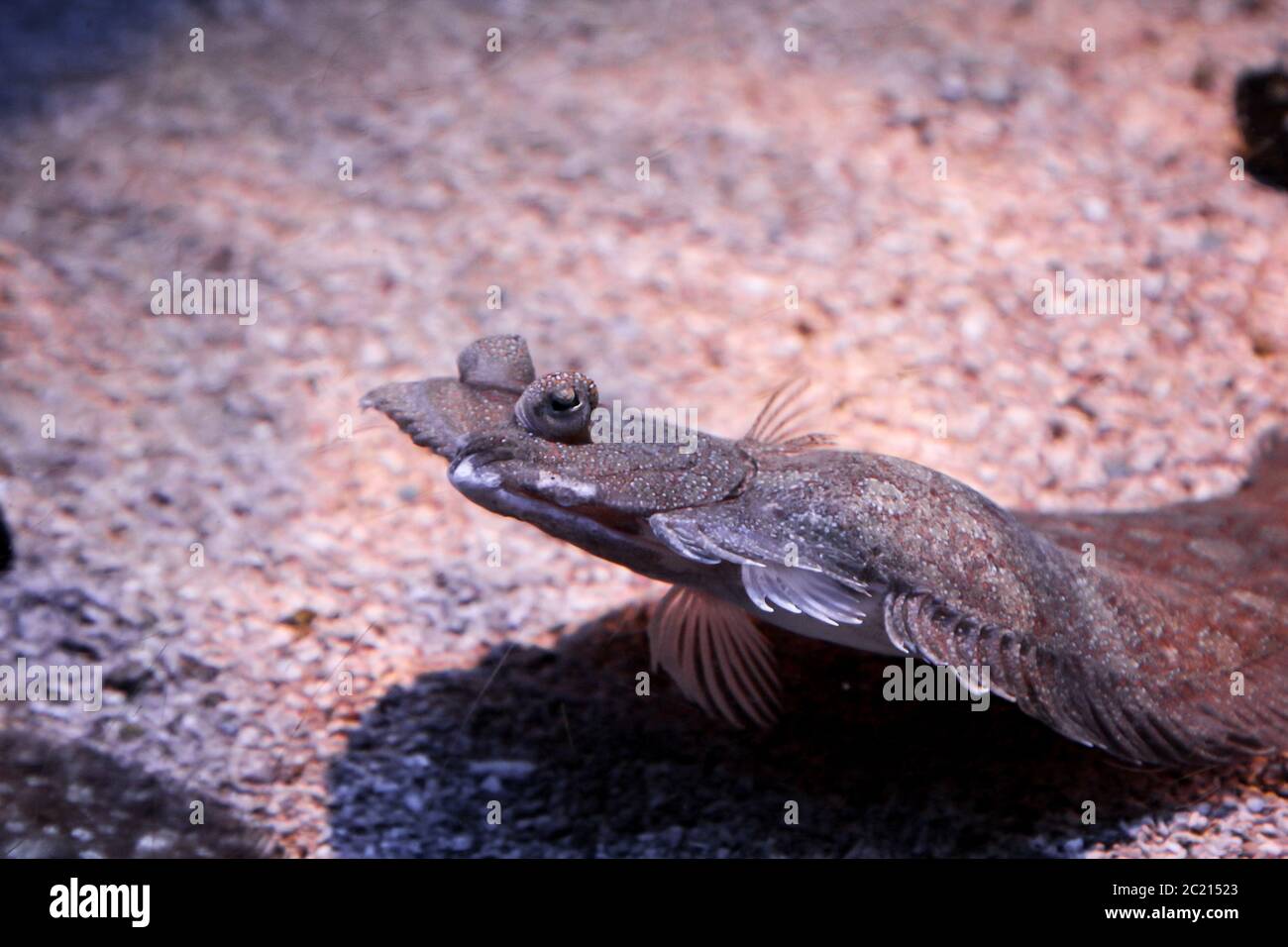 shallow fish at the sea bottom Stock Photo - Alamy