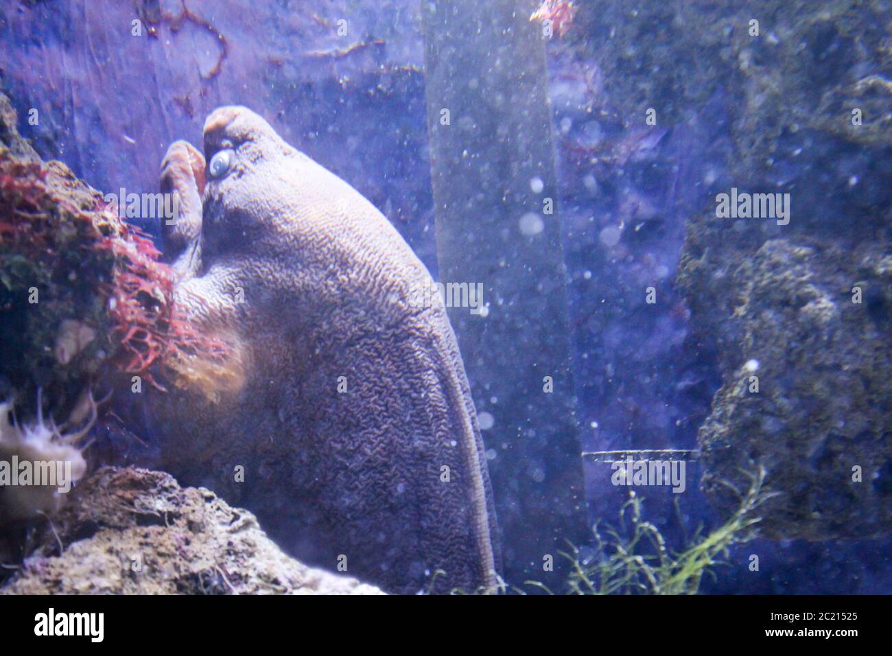 moraine in the sea Stock Photo - Alamy