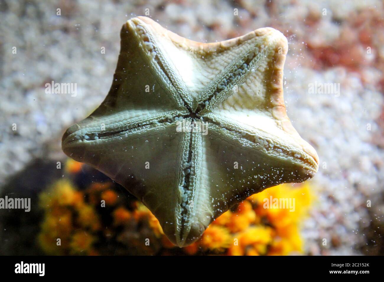 Starfish fish hi-res stock photography and images - Alamy