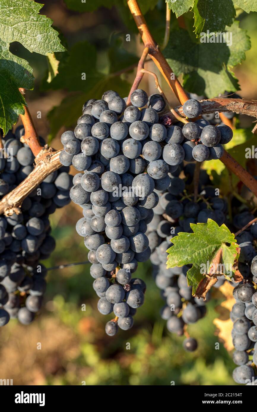 Close up of red merlot grapes in vineyard. Medoc, Gironde, Aquitaine ...