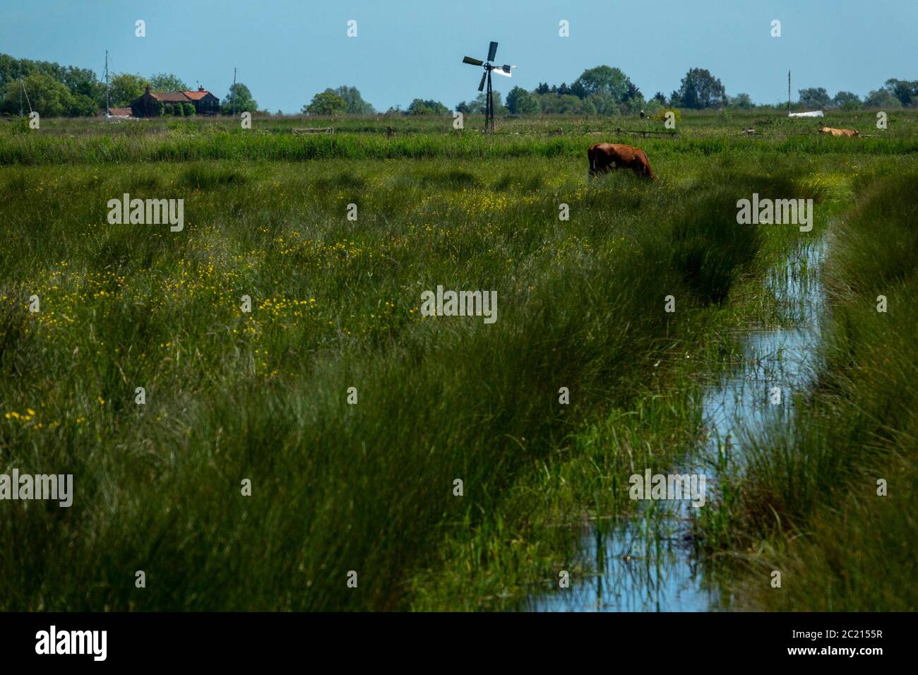 Broadland national park hi-res stock photography and images - Alamy