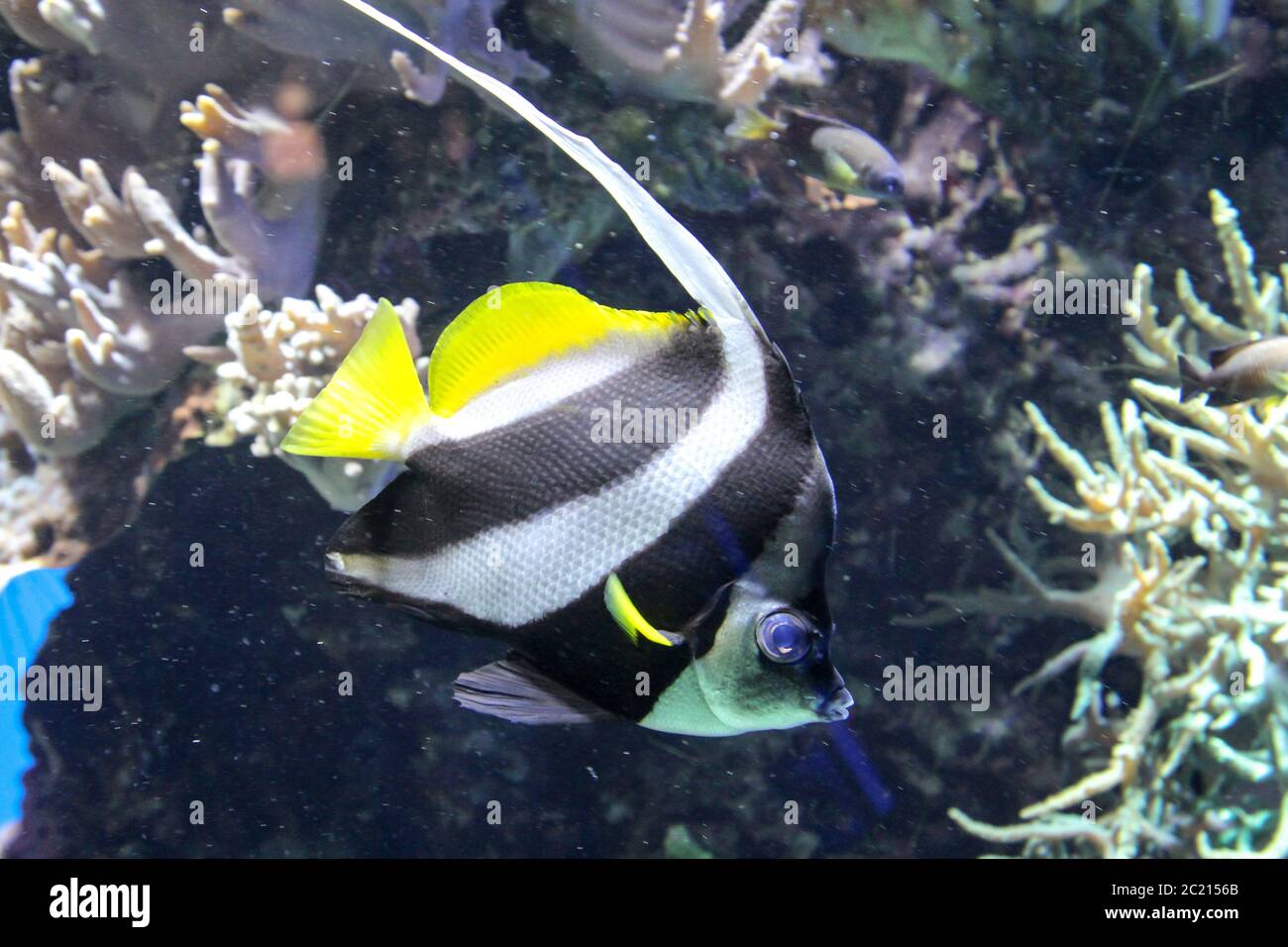 fish in the reef Stock Photo - Alamy