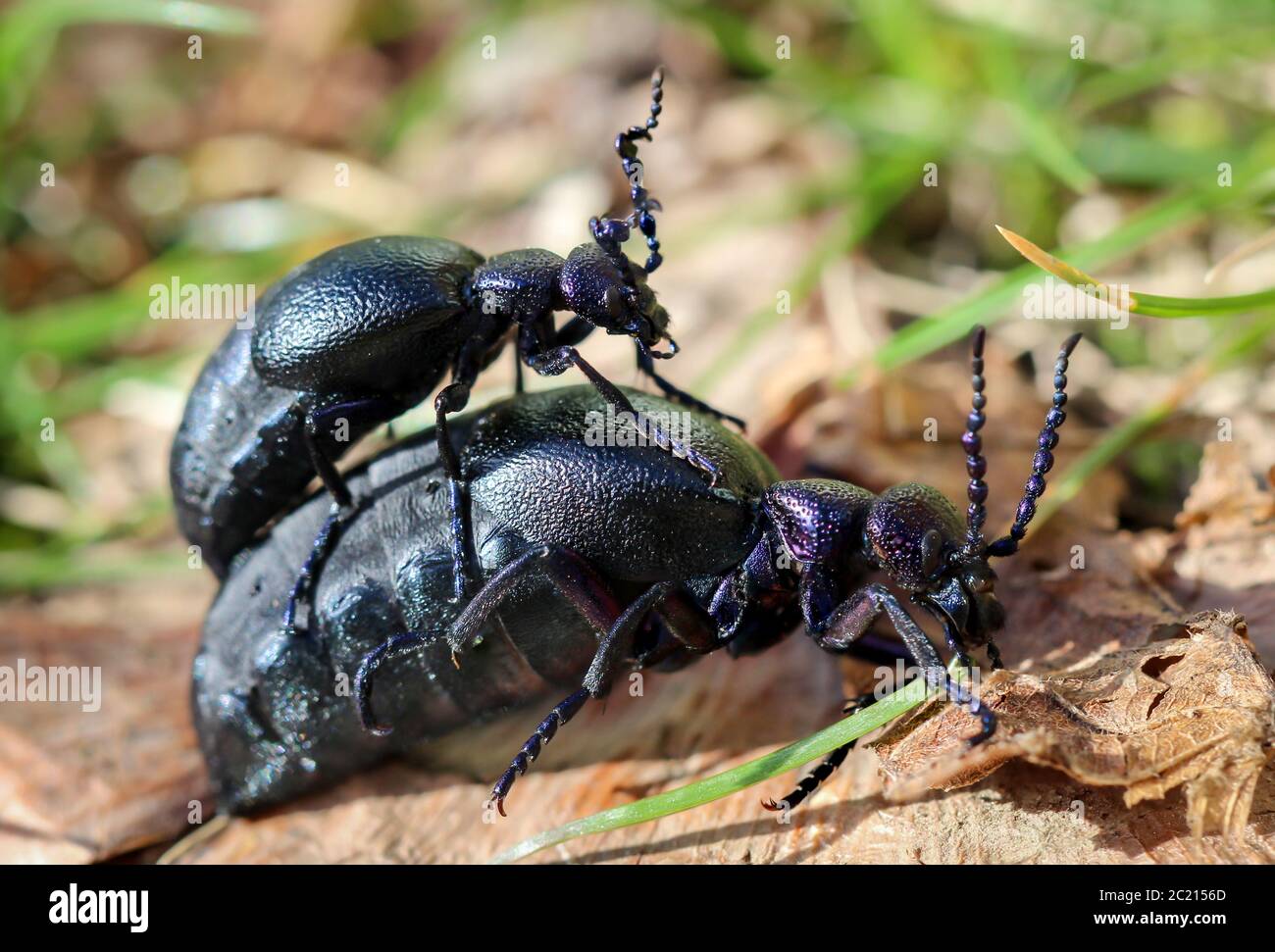 Blue beetle hi-res stock photography and images - Alamy