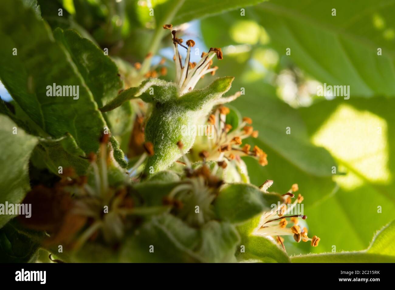 Apple tree blooms after pollination close up Stock Photo - Alamy
