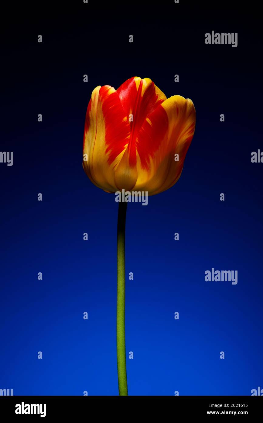 Variegated tulips hi-res stock photography and images - Alamy