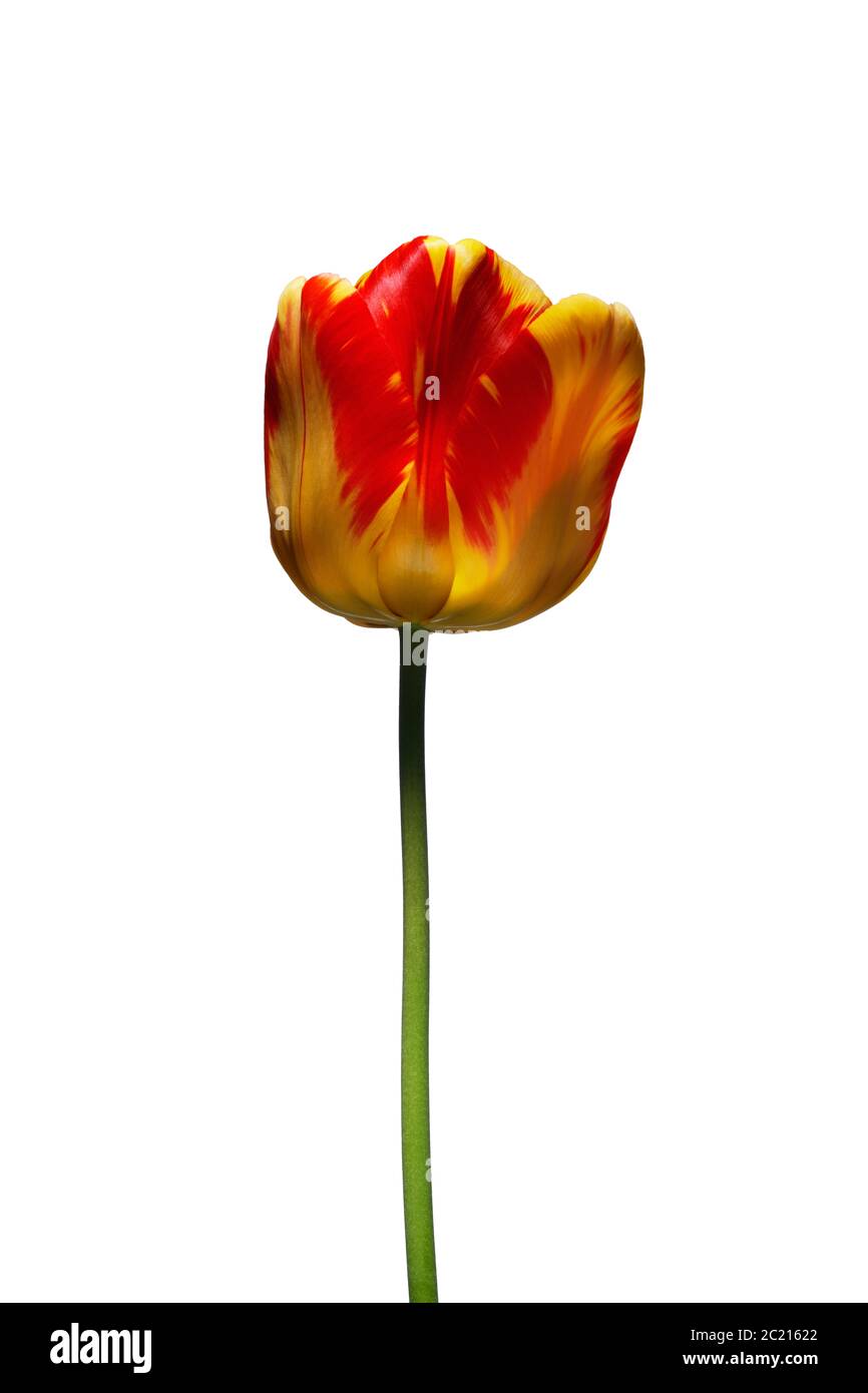 Variegated tulips hi-res stock photography and images - Alamy