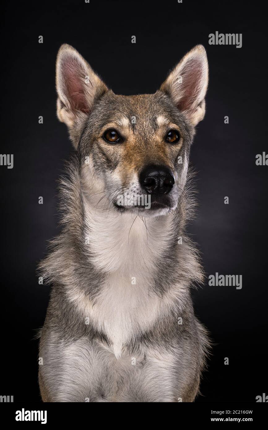 A portrait of a female tamaskan hybrid dog on a black background ...