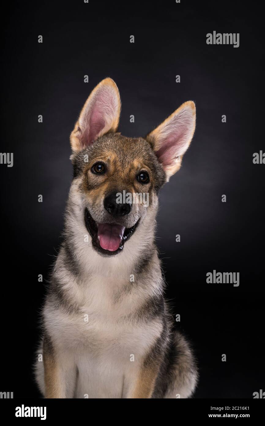Portrait of a sitting female tamaskan hybrid dog puppy with flappy ears ...