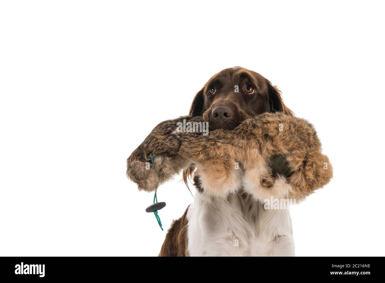 Close up portrait of a two year old female small munsterlander dog ...