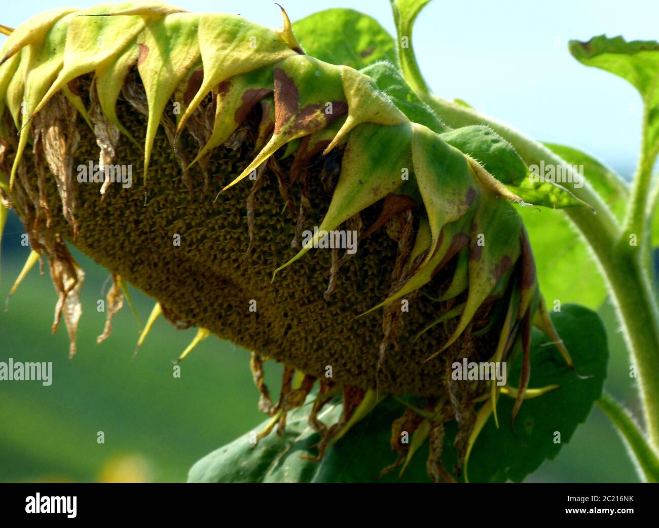 Very big sunflower after flowering hi-res stock photography and images ...
