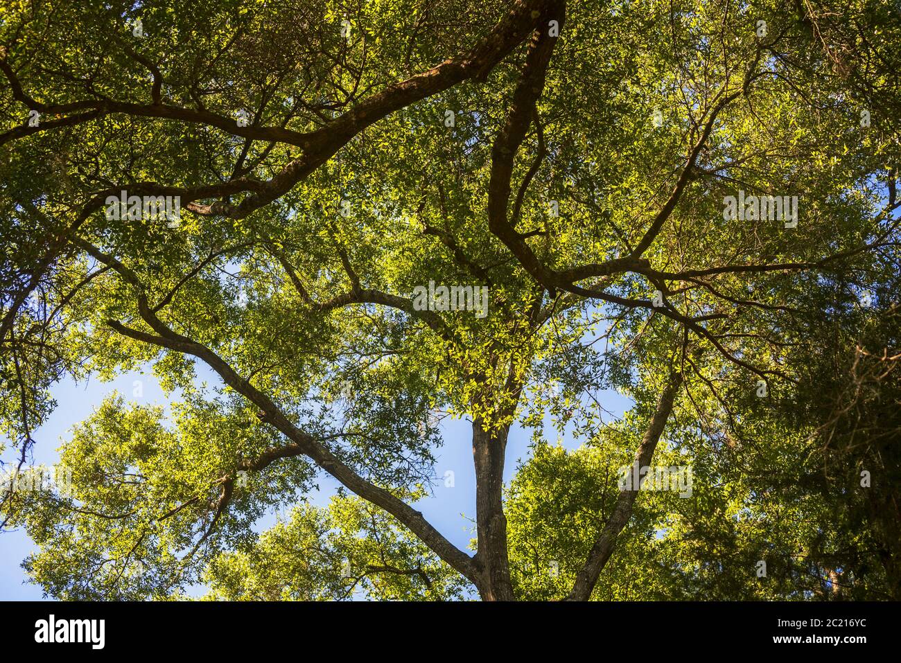 Canopy of trees hi-res stock photography and images - Alamy
