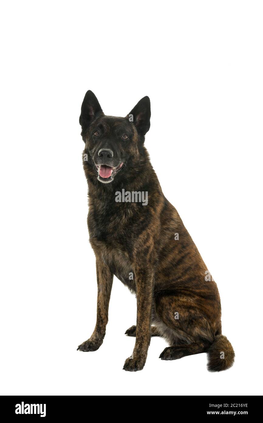 Portrait of a Dutch Shepherd dog, brindle coloring, isolated on white ...