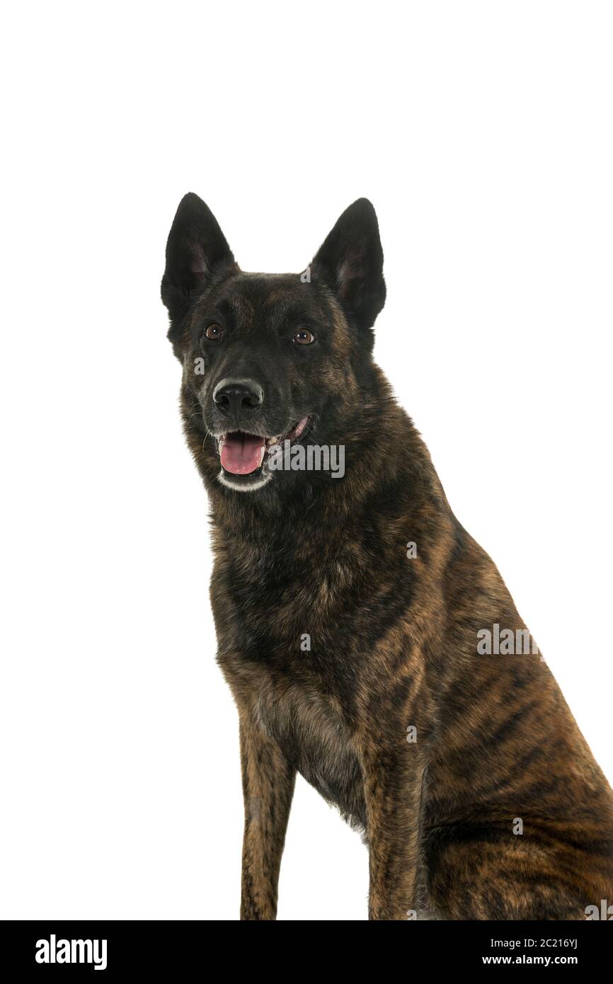 Portrait of a Dutch Shepherd dog, brindle coloring, isolated on white ...