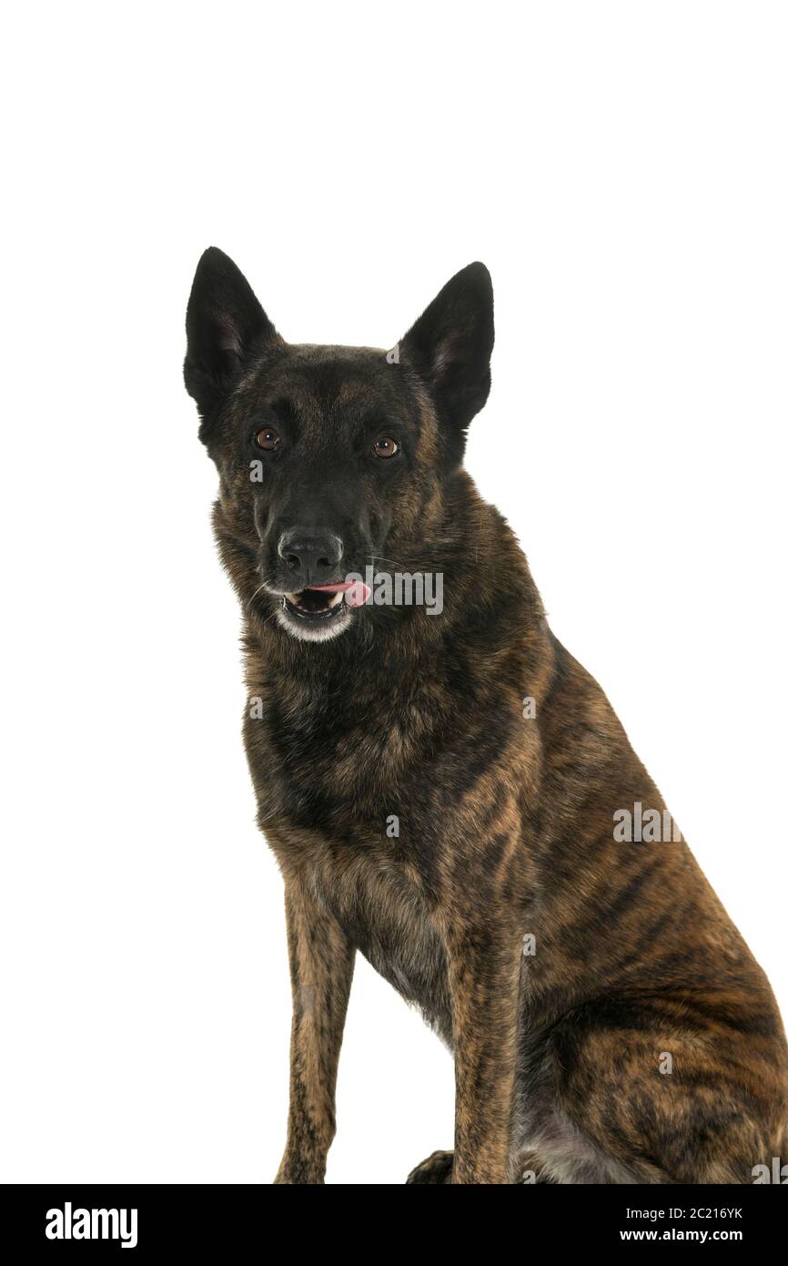 Portrait of a Dutch Shepherd dog, brindle coloring, isolated on white ...