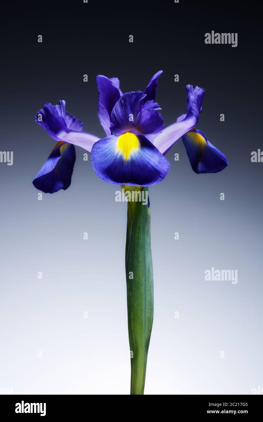 A single beautiful blue Iris flower, isolated on a graduated tint ...