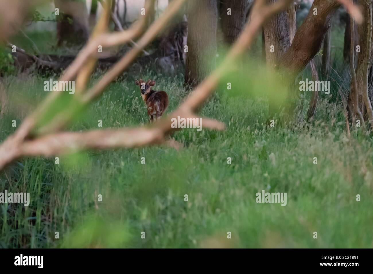 Muntjack deer uk hi-res stock photography and images - Alamy