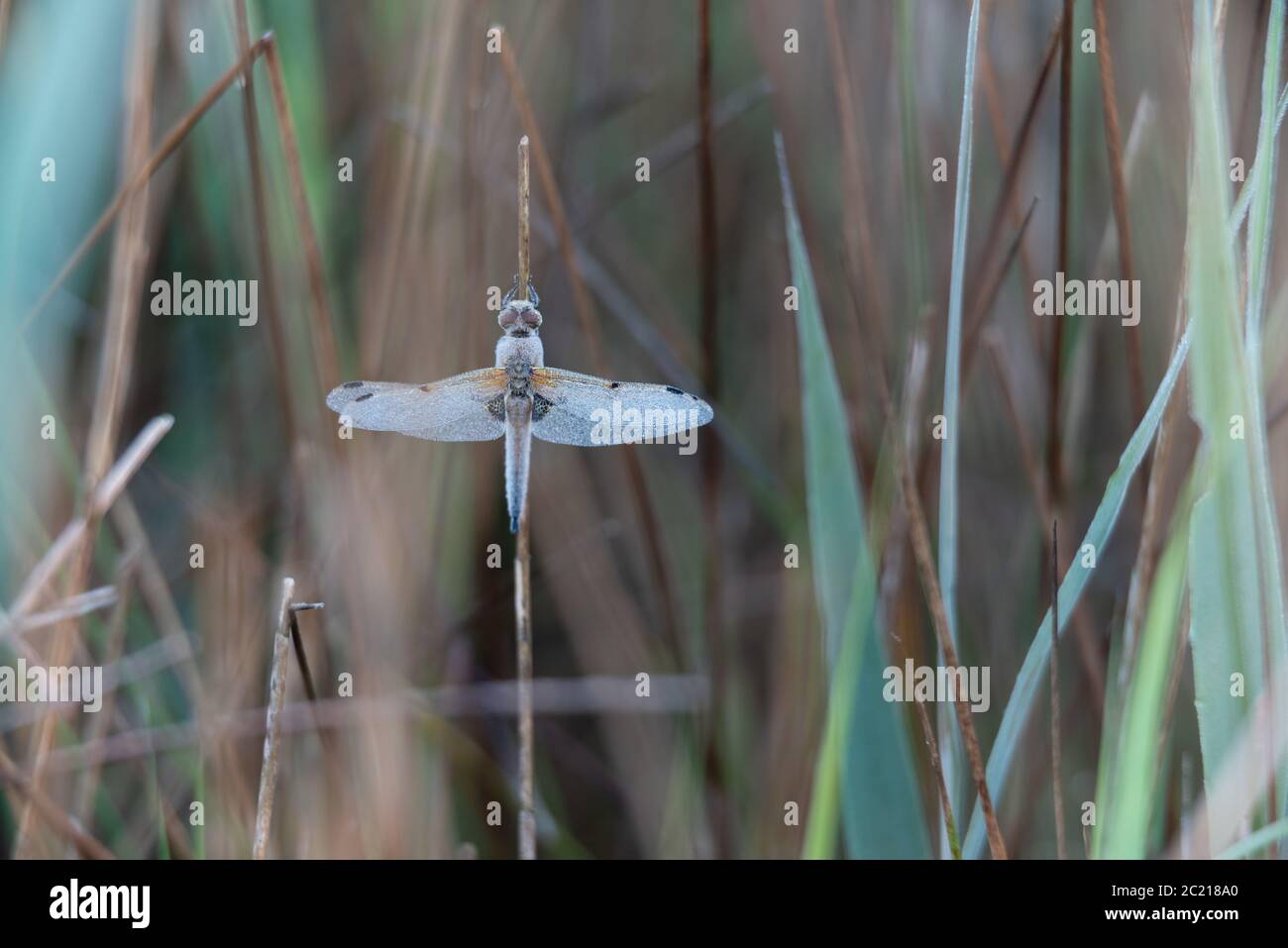 Libellula quadrimaculata - Dew covered roosting Four Spotted Chaser ...