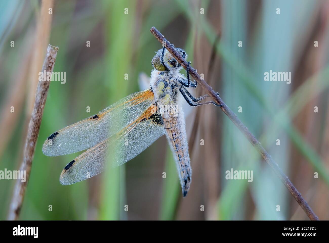 X15 hi-res stock photography and images - Alamy