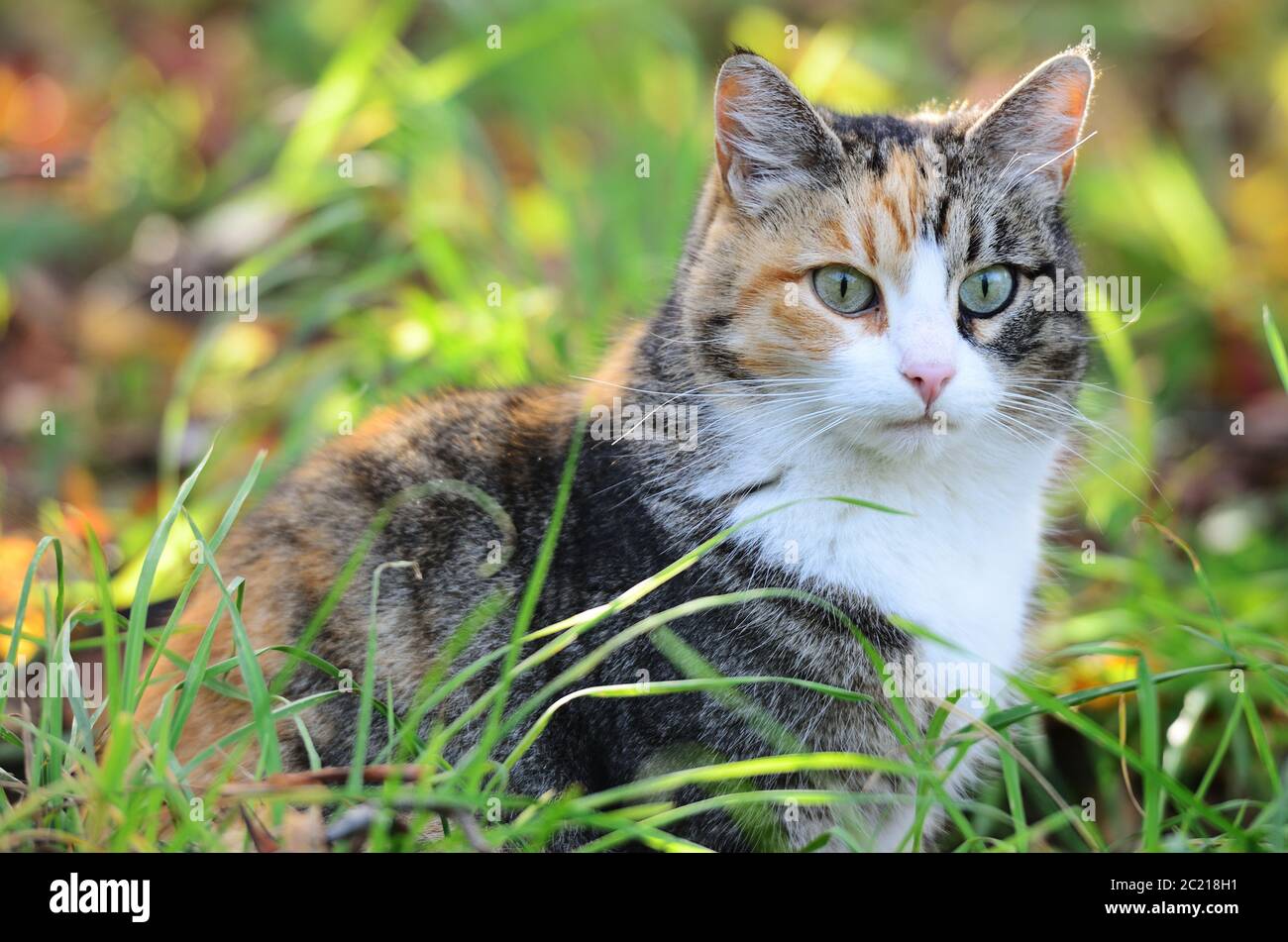 Tricolor cat hi-res stock photography and images - Alamy