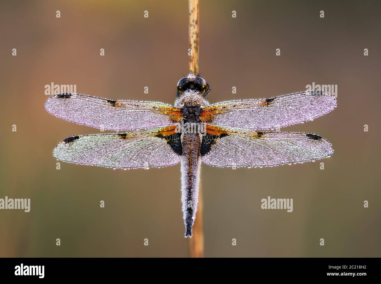 X15 High Resolution Stock Photography and Images - Alamy