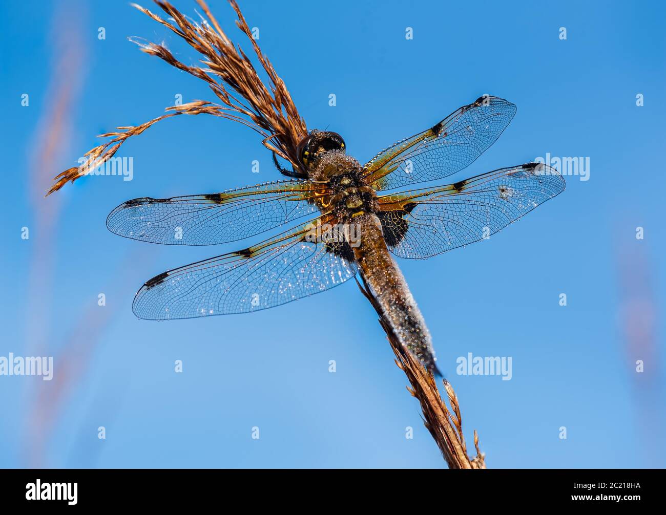 Libellula quadrimaculata - Dew covered Four Spotted Chaser dragonfly ...