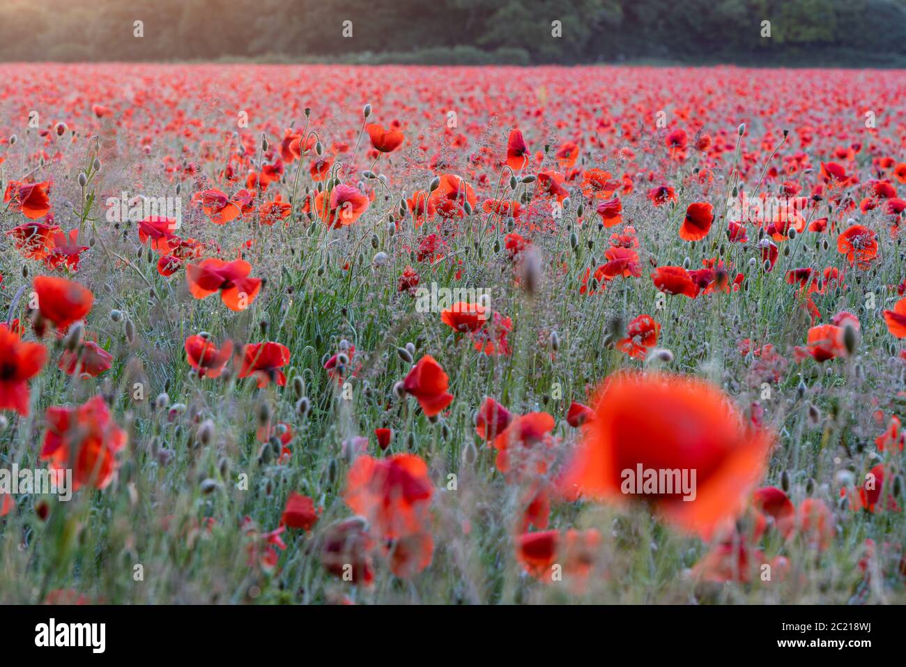 Backlit Poppy Field High Resolution Stock Photography and Images - Alamy
