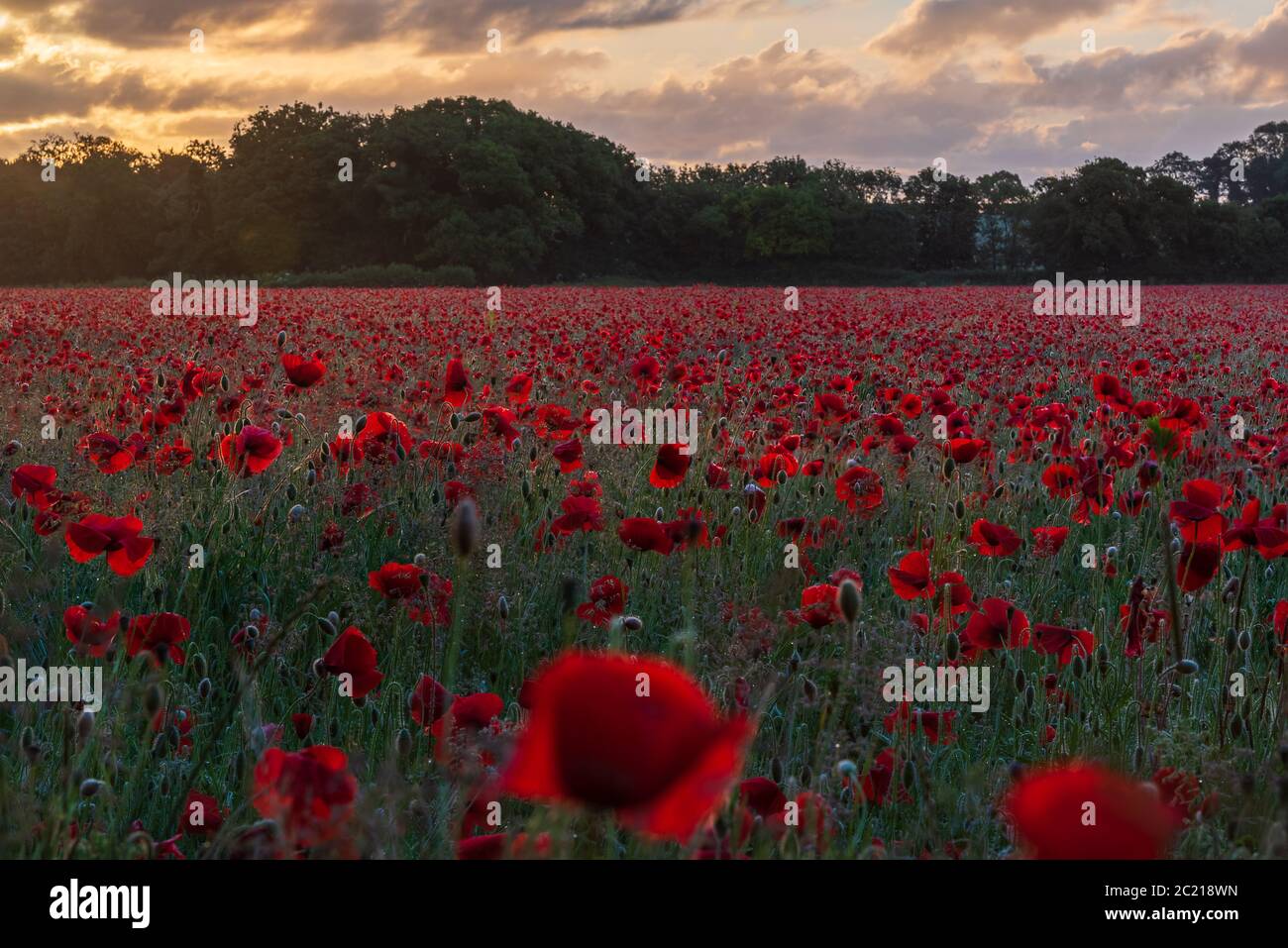 Backlit moody sunrise over Norfolk poppy field ii. Heacham, June 2020 ...