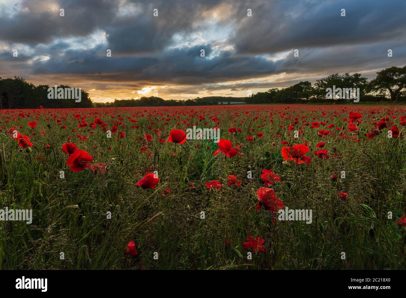 Backlit moody sunrise over Norfolk poppy field iv. Heacham, June 2020 ...