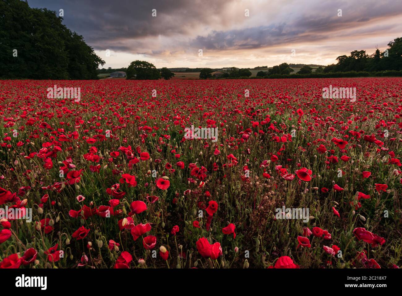 Moody sky over Norfolk poppy field with farm in the distance i. Heacham ...