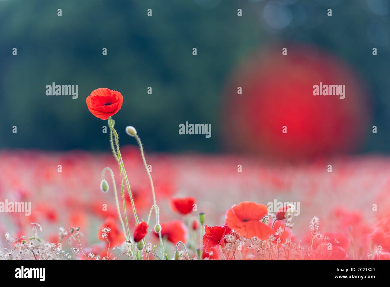 Soft poppy study in Norfolk poppy field iii. Heacham, June 2020 Stock ...