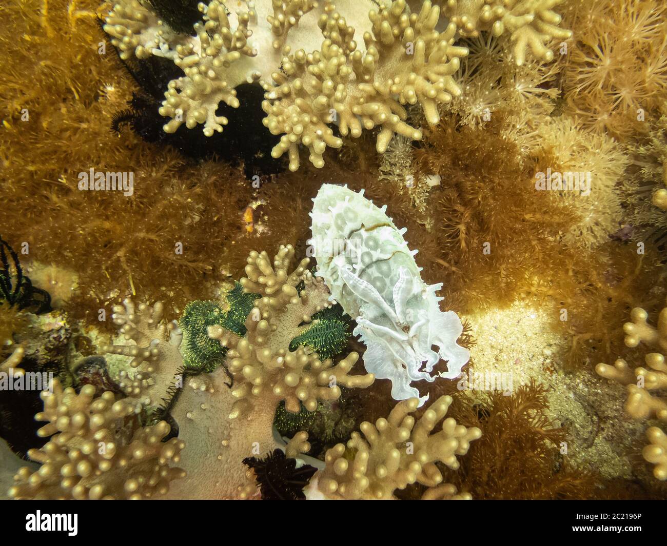 These coral reefs have an outstanding biodiversity and are in the ...