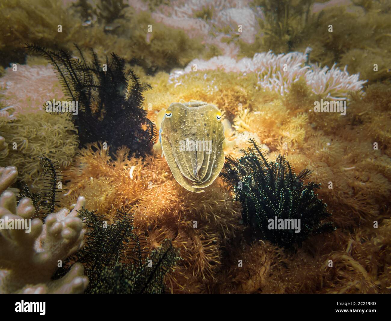 These coral reefs have an outstanding biodiversity and are in the ...