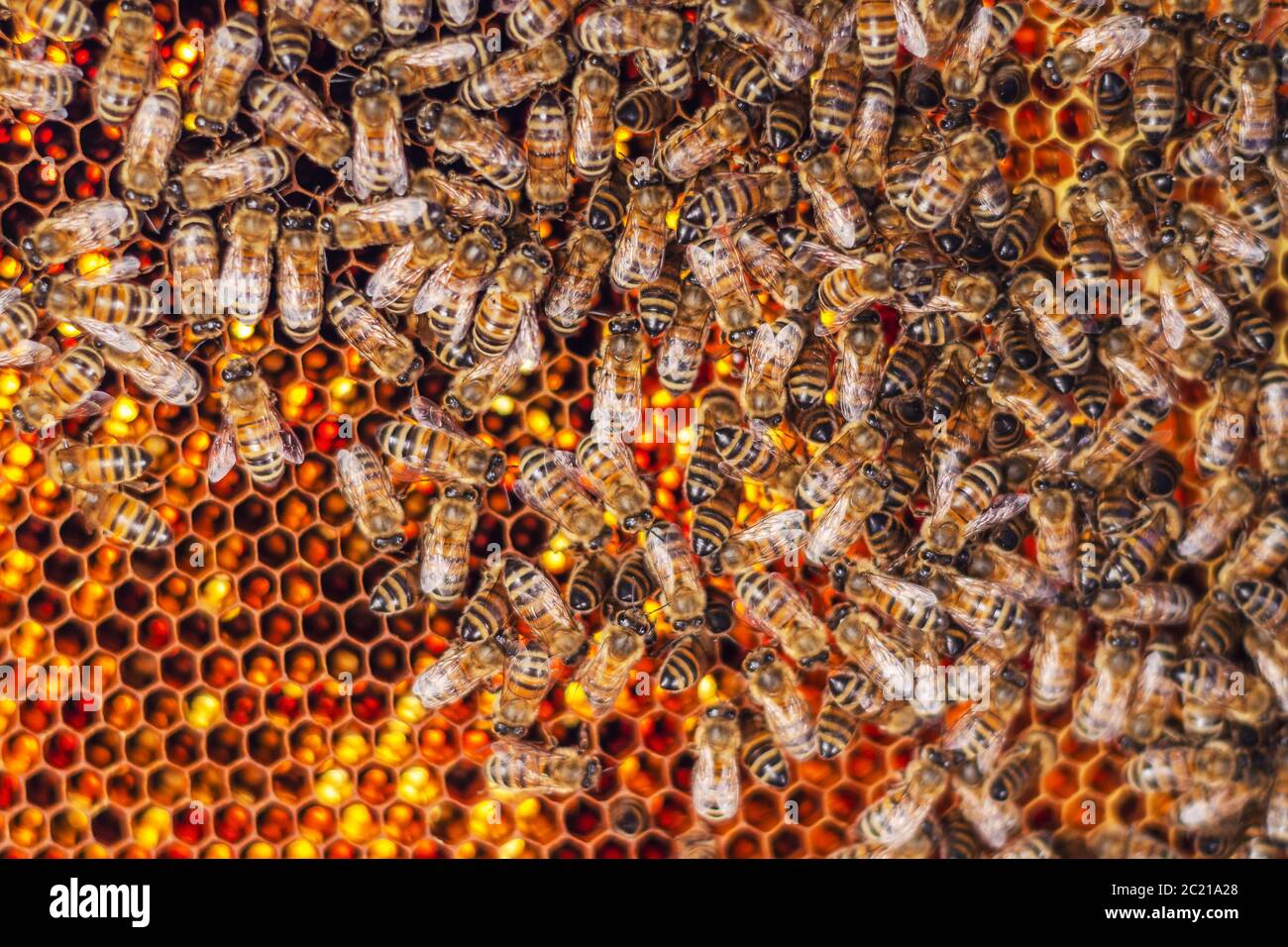 Hardworking bees on honeycomb in apiary in late summertime Stock Photo - Alamy