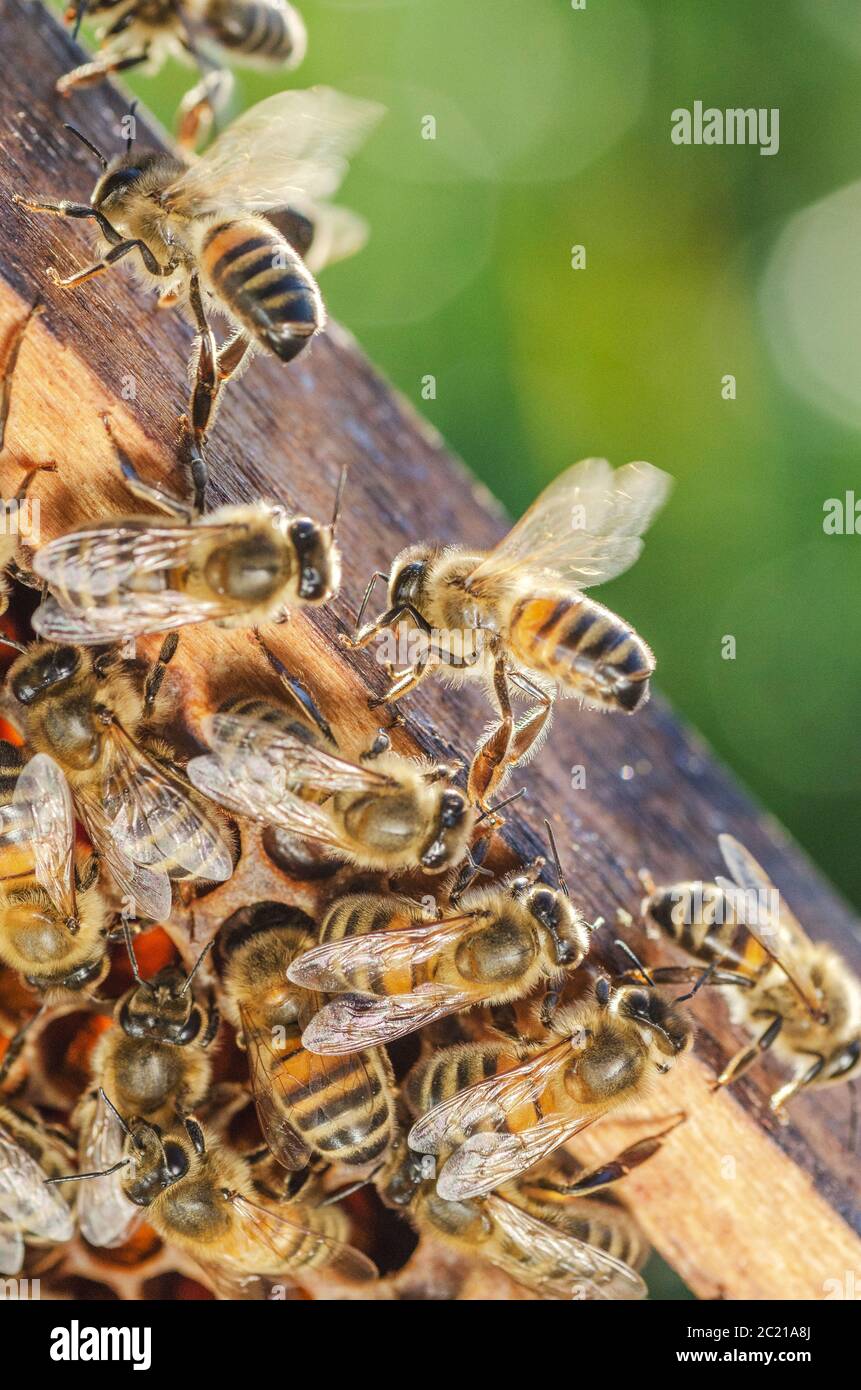 Hardworking bees on honeycomb in apiary in late summertime Stock Photo - Alamy