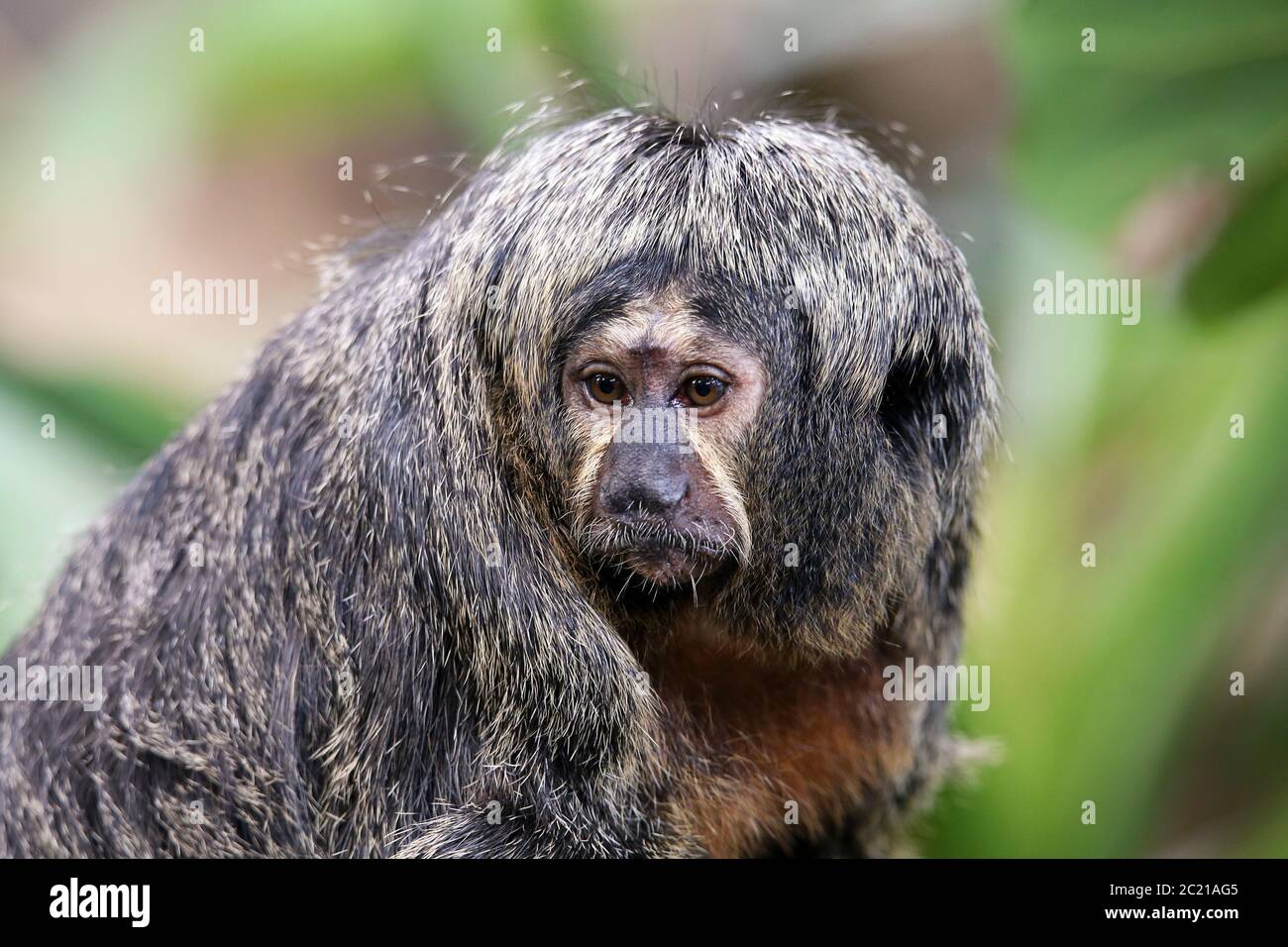 White factssaki hi-res stock photography and images - Alamy