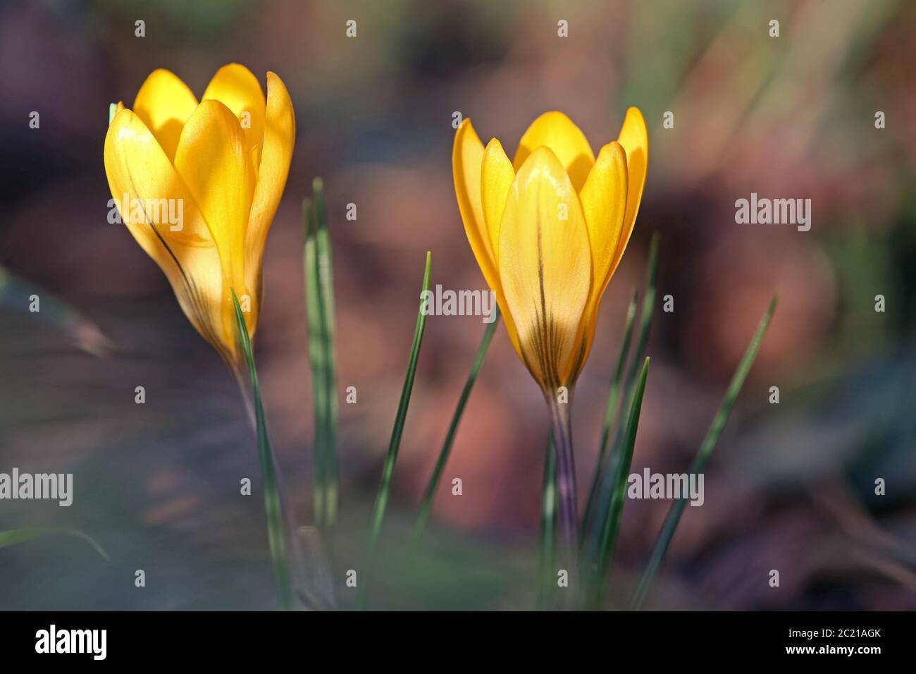 Two yellow crocuses bloom in spring garden Stock Photo - Alamy