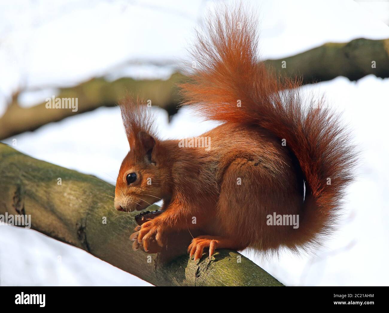 European red squirrel sciuridae hi-res stock photography and images - Alamy