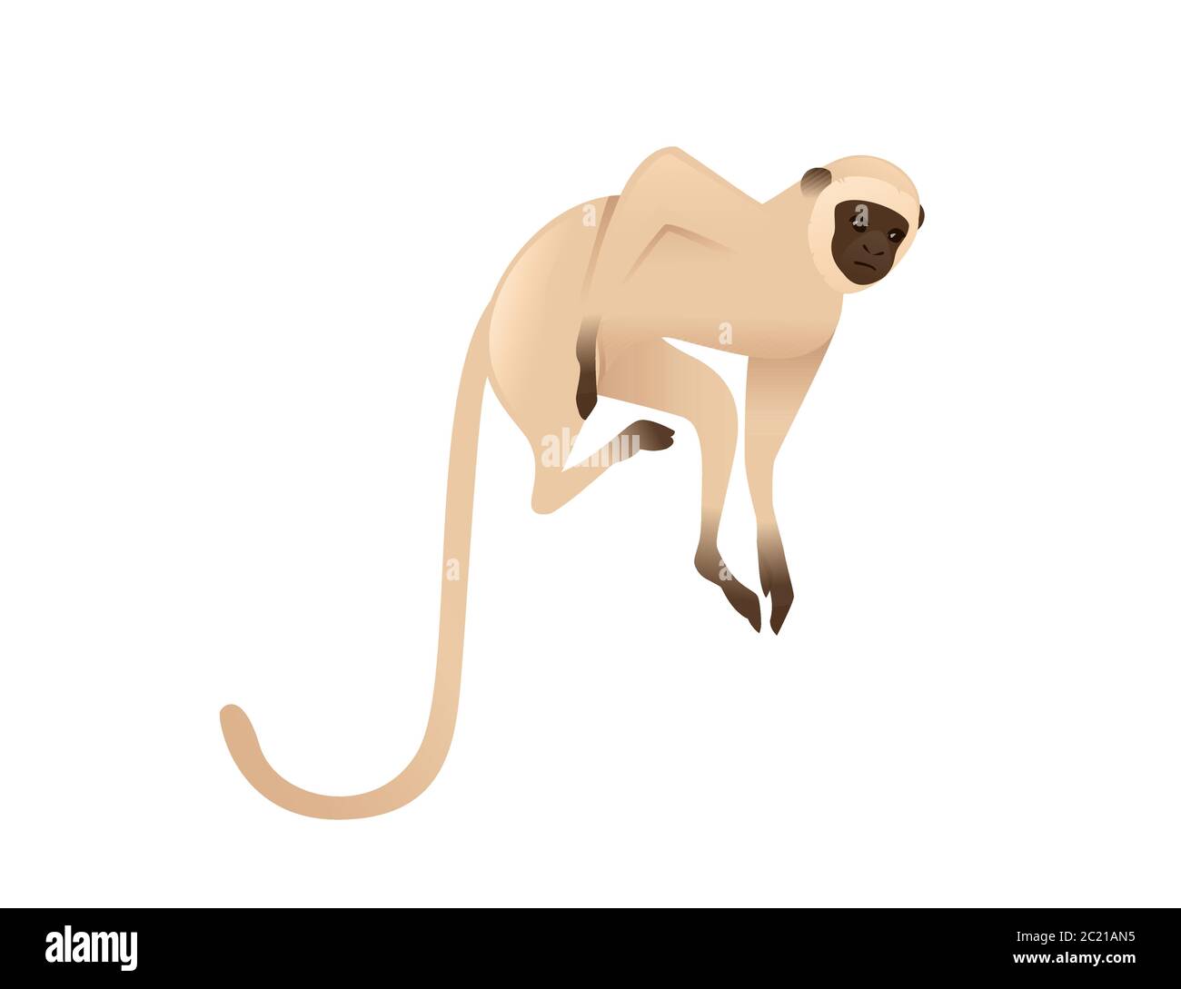 Cute vervet monkey beige monkey with brown face cartoon animal design ...