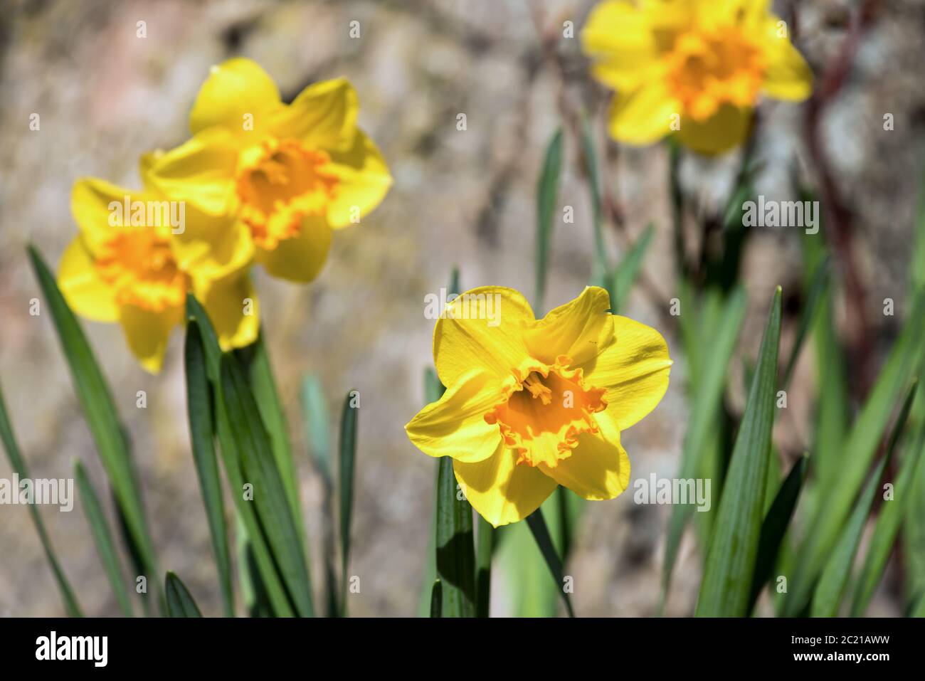 Bell spring hi-res stock photography and images - Alamy