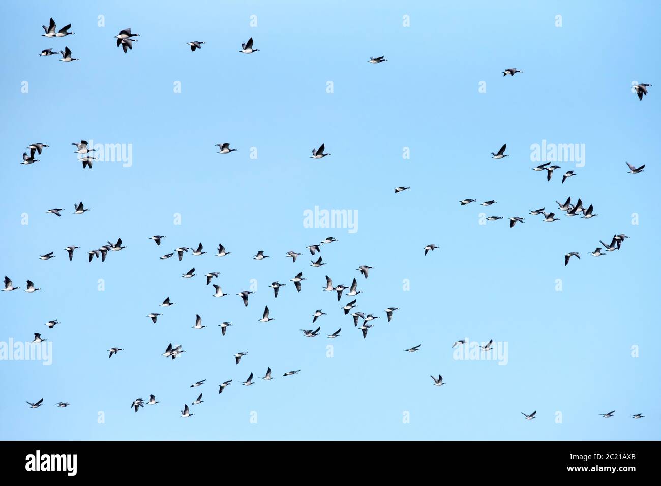 Ringel High Resolution Stock Photography and Images - Alamy