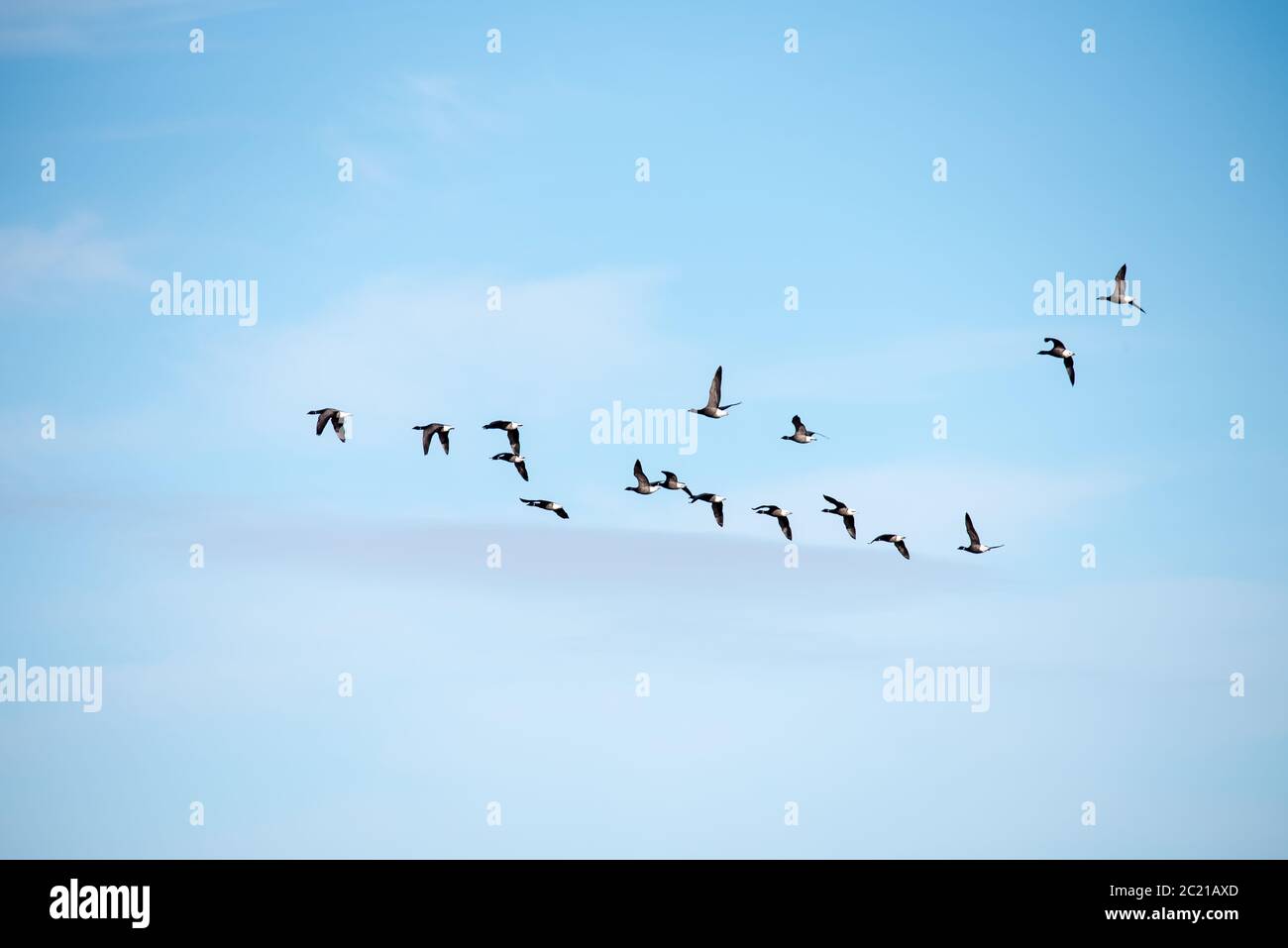 Ringel High Resolution Stock Photography and Images - Alamy