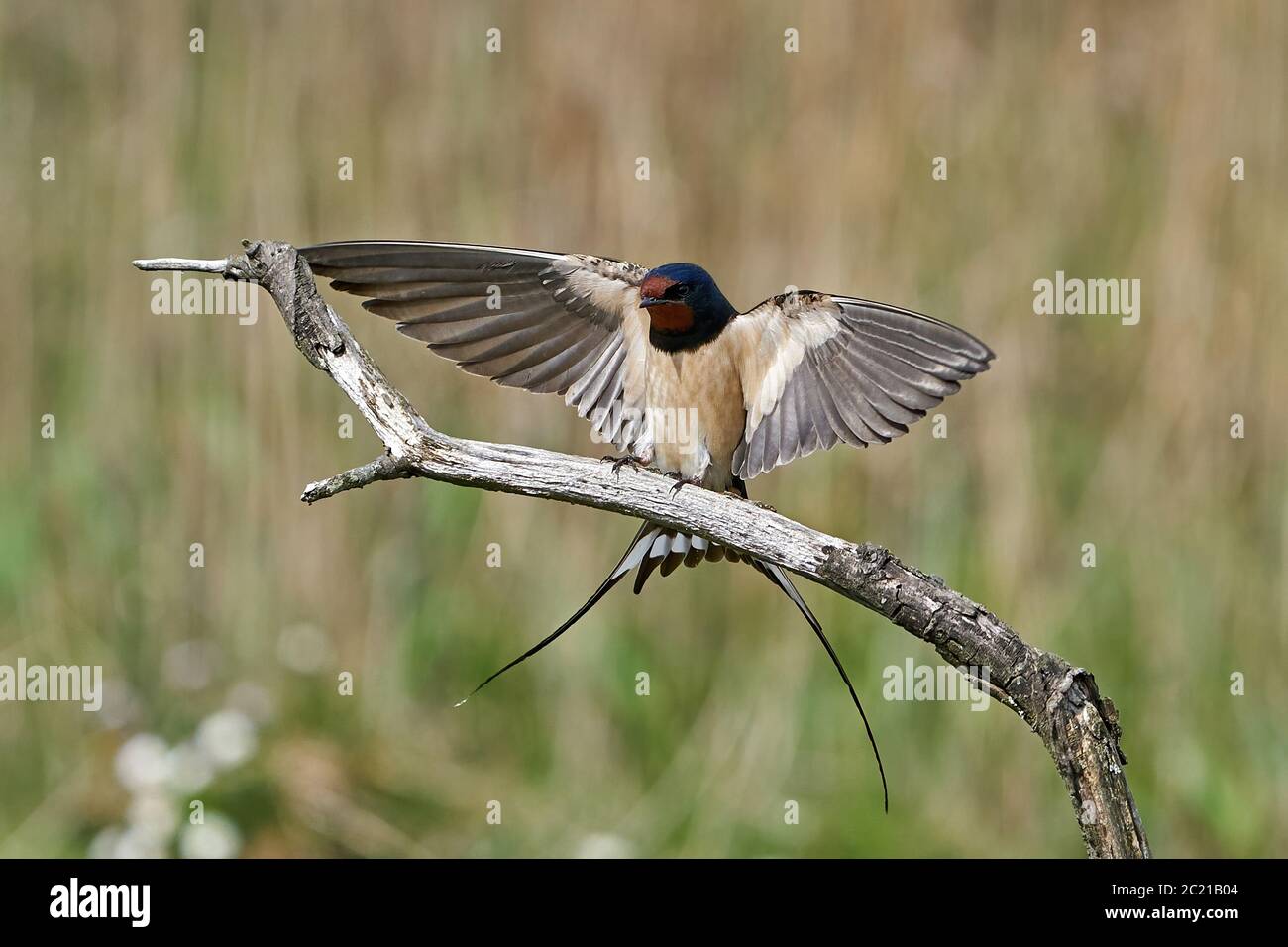 Barn swallow landing on a branch Stock Photo - Alamy