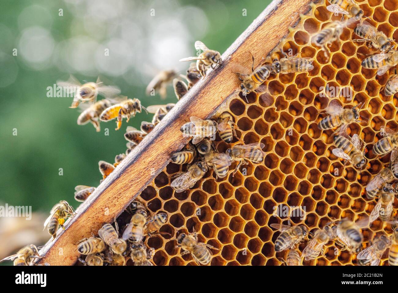 Hardworking bees on honeycomb in apiary Stock Photo - Alamy