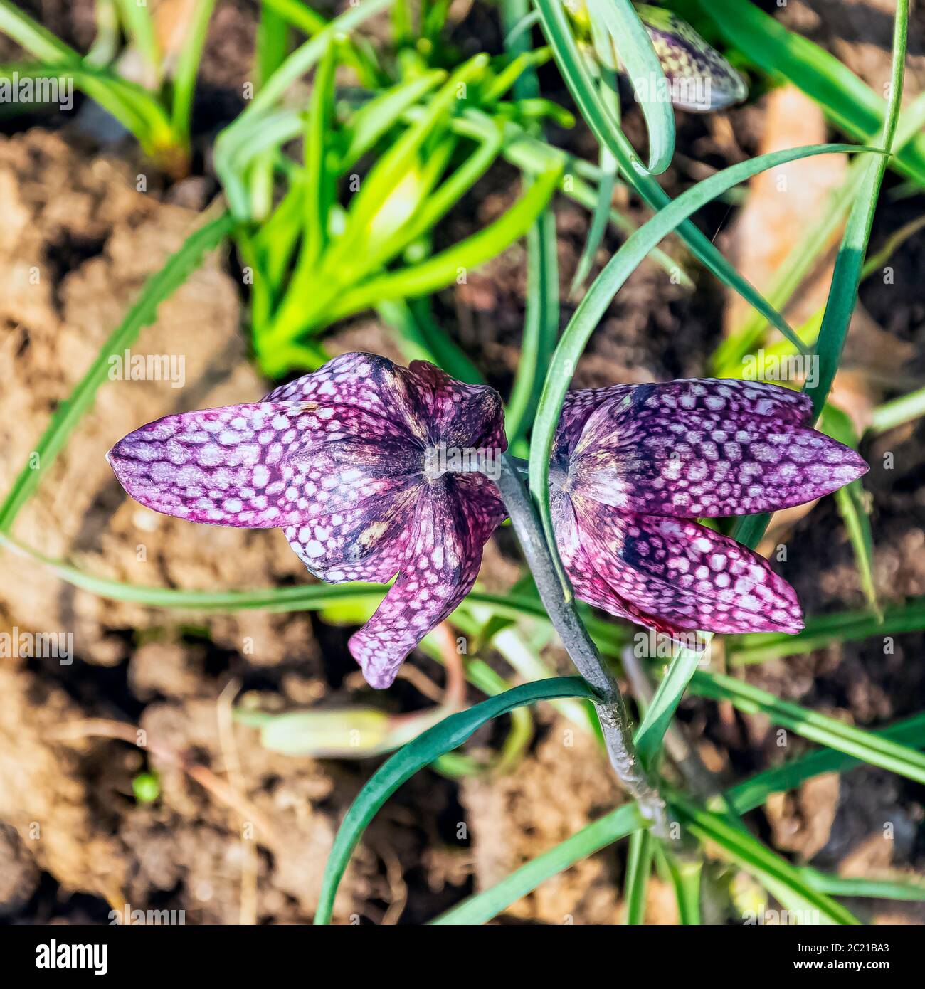 Fritillaria meleagris known as leper lily, snake's head fritillary ...