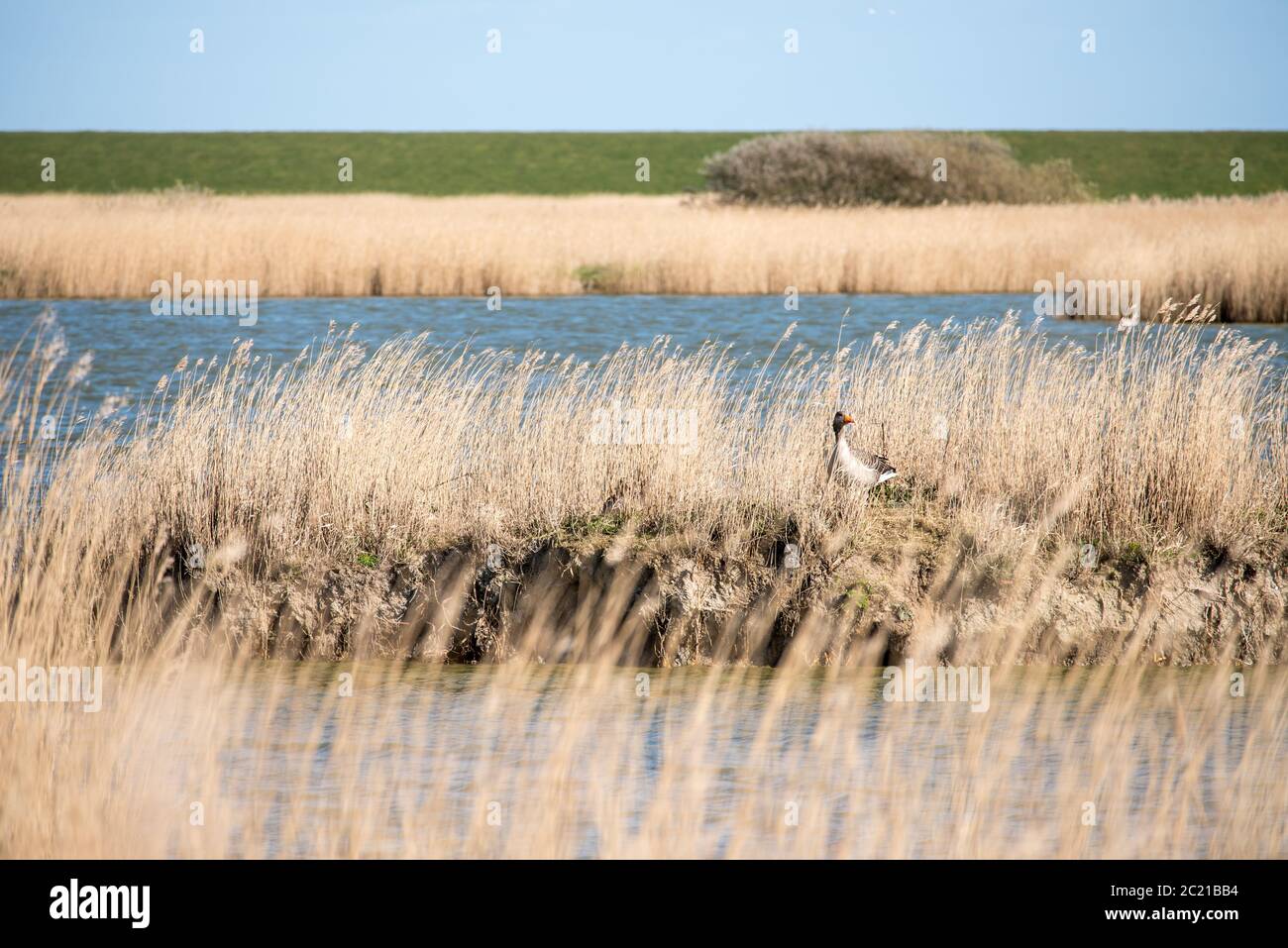 Pond dike hi-res stock photography and images - Alamy
