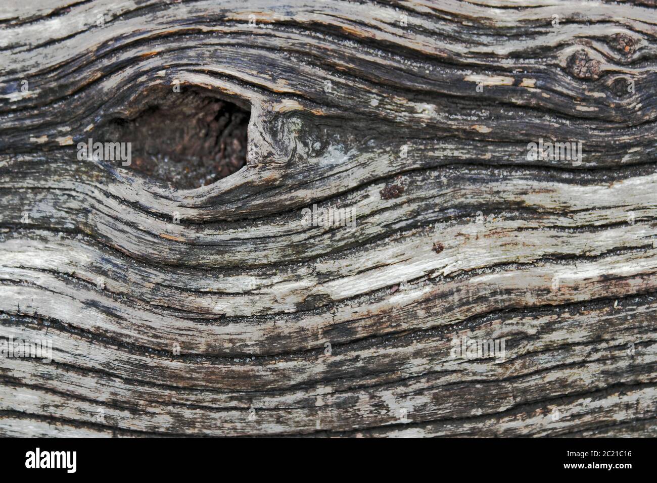 Tree trunk detail Stock Photo - Alamy