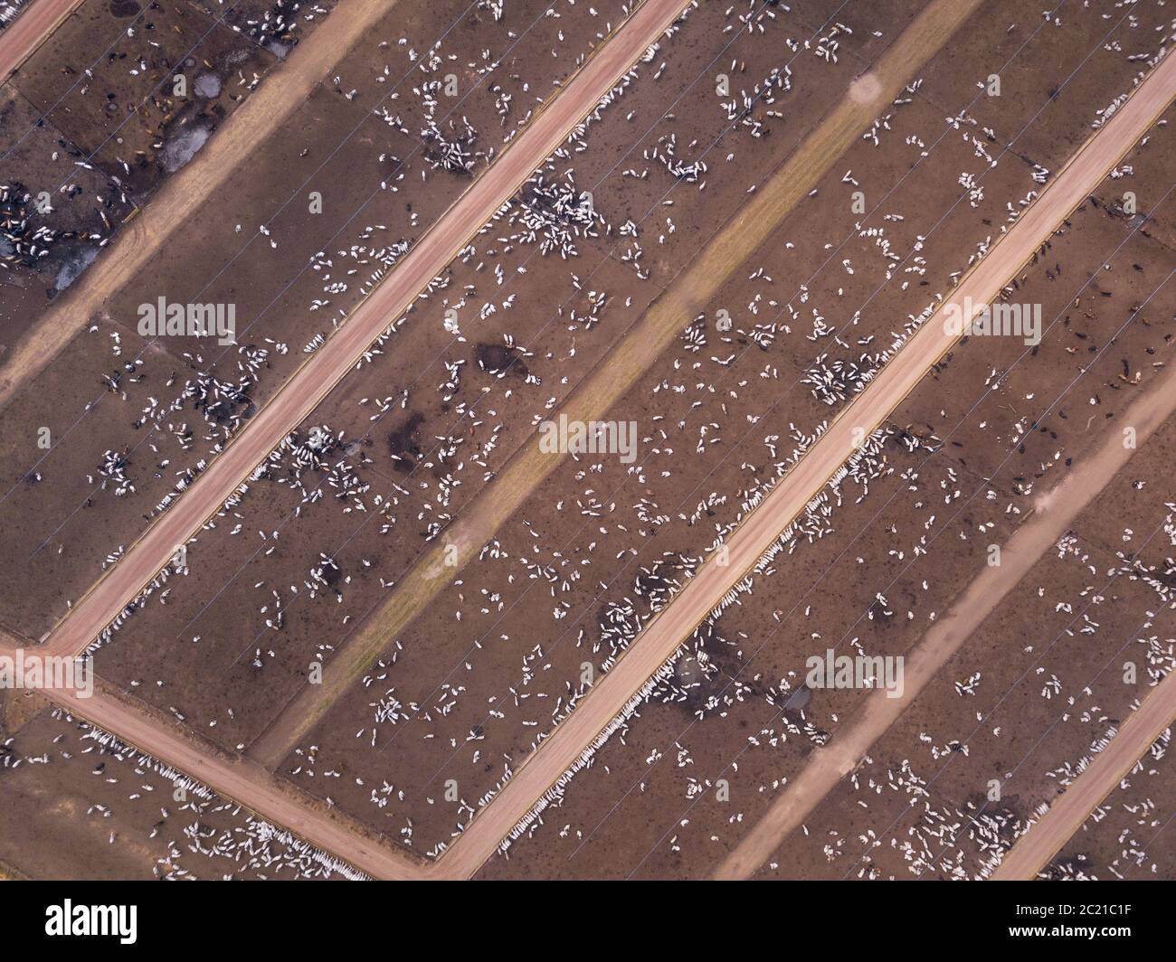 Aerial drone view of many oxen grazing on sunny summer day on feedlot ...