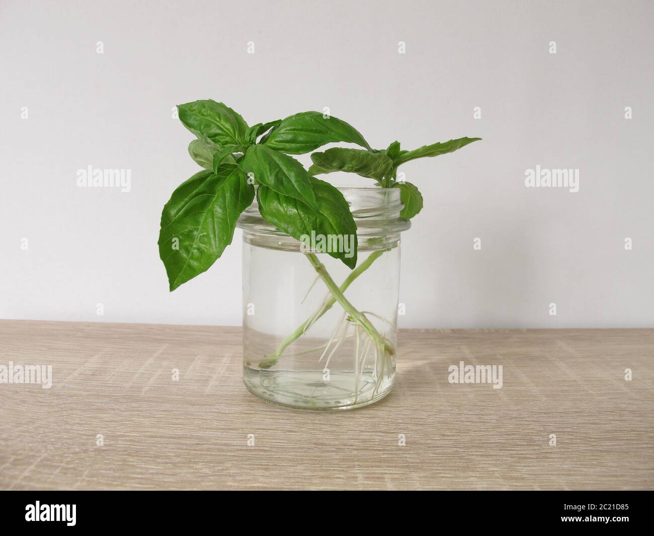 Basil with roots hi-res stock photography and images - Alamy