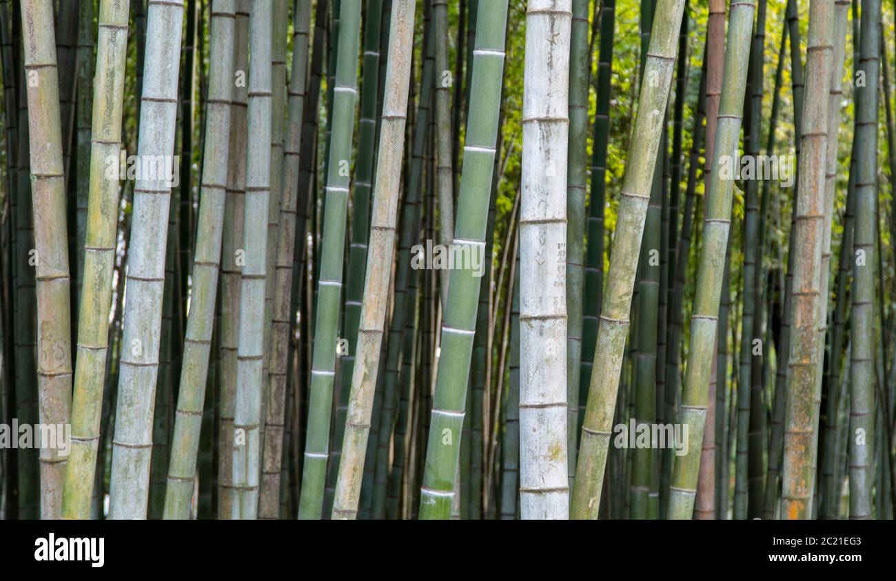 texture, design, background bamboo trunks, bamboo grove Stock Photo - Alamy