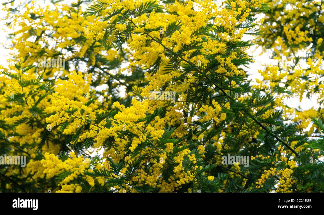 blooming mimosa tree Stock Photo - Alamy